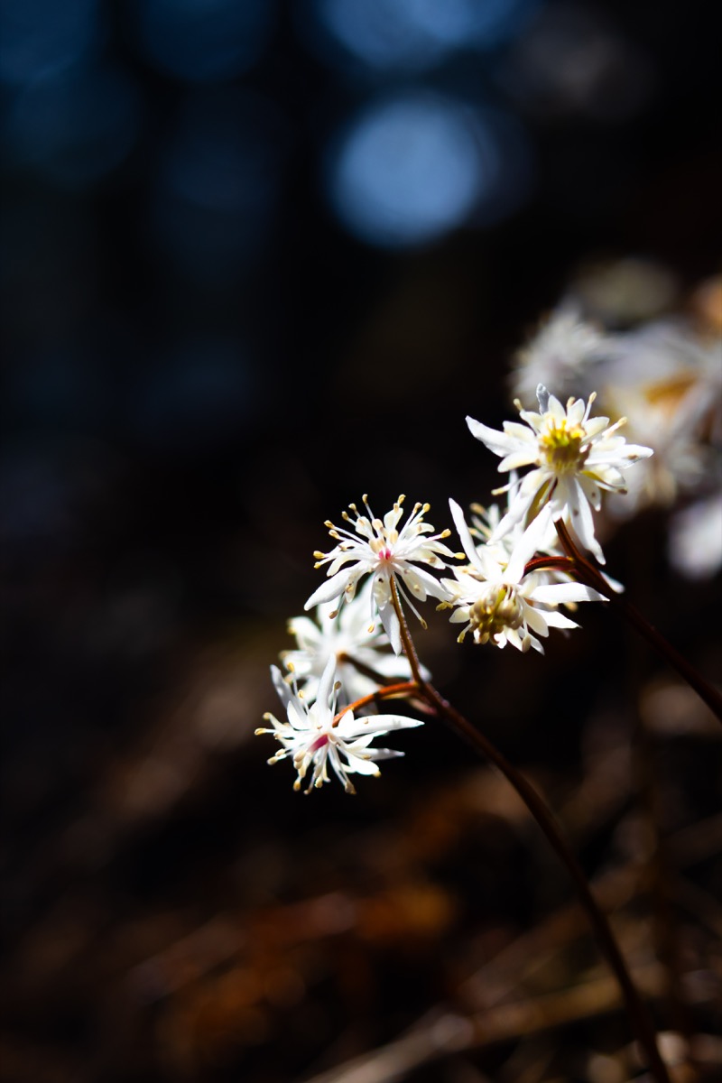 【重要なお知らせ】認定NPO法人失効について（2024.3.20） | NPO法人西中国山地自然史研究会
